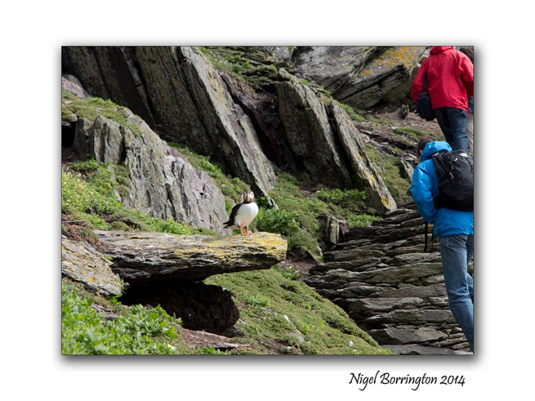 skellig michael | Nigel Borrington